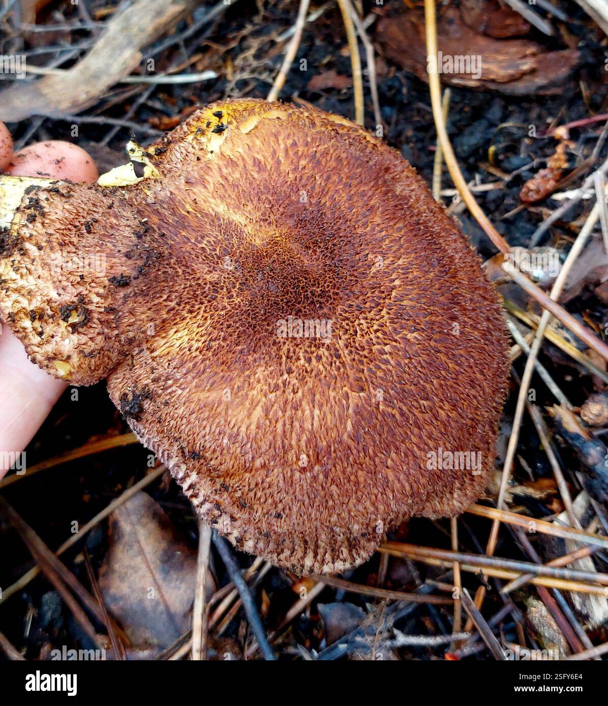 (Tricholomopsis scabra), Fungi, North Shore, Hauraki, Auckland, New ...
