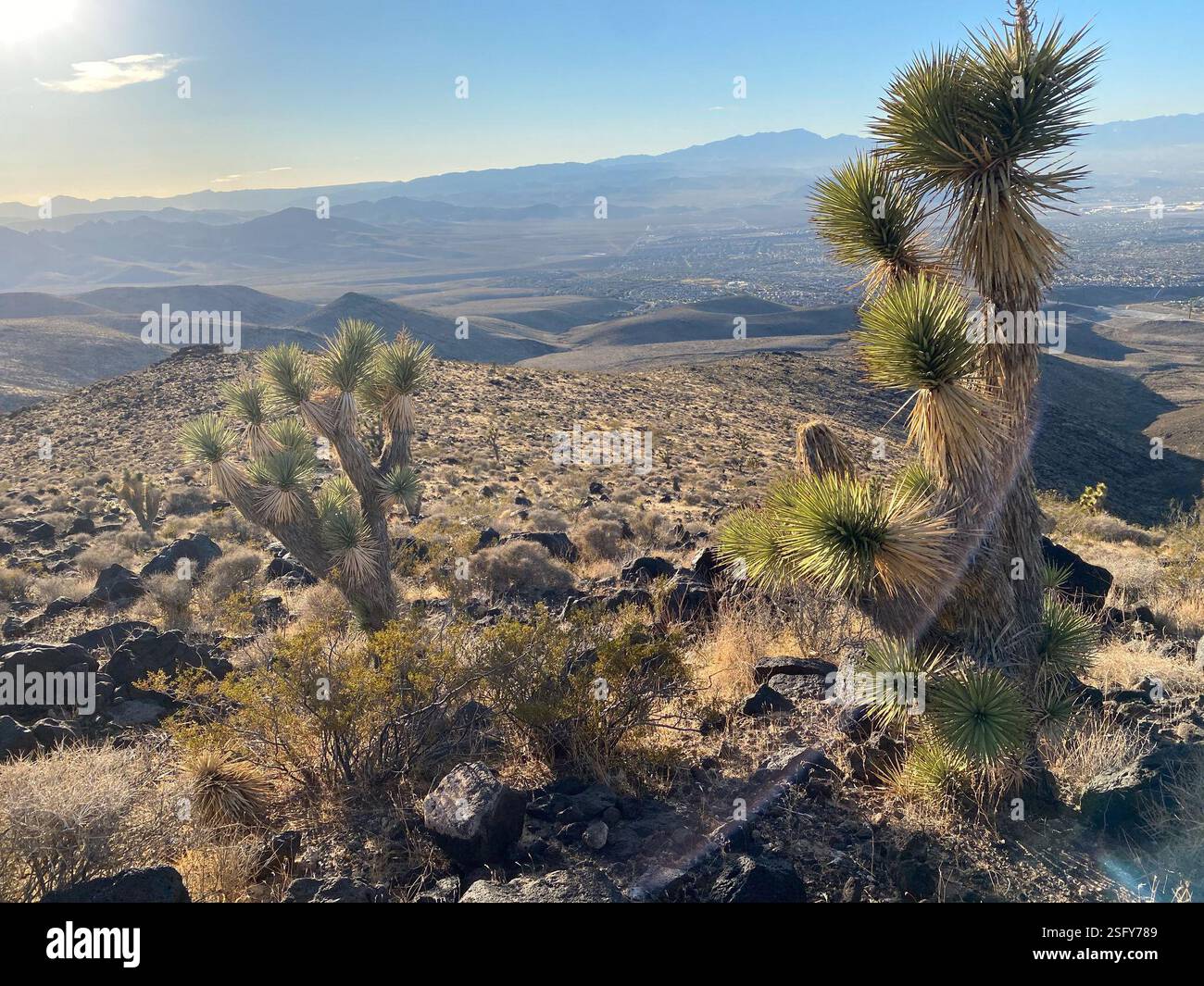 Eastern Joshua tree (Yucca jaegeriana), Plantae, Henderson, NV, US ...