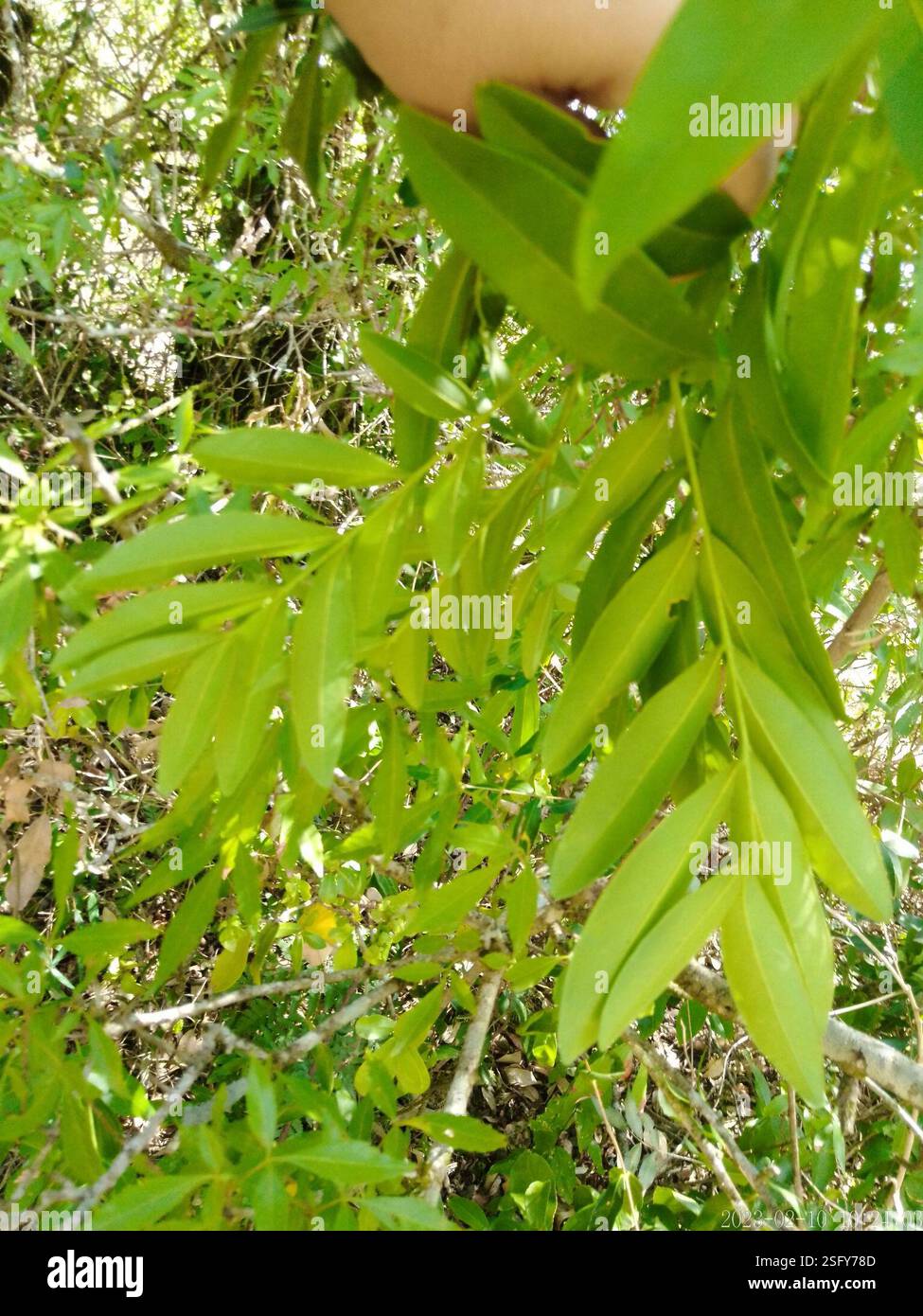 (Matayba elaeagnoides), Plantae, 37000 Departamento de Cerro Largo ...