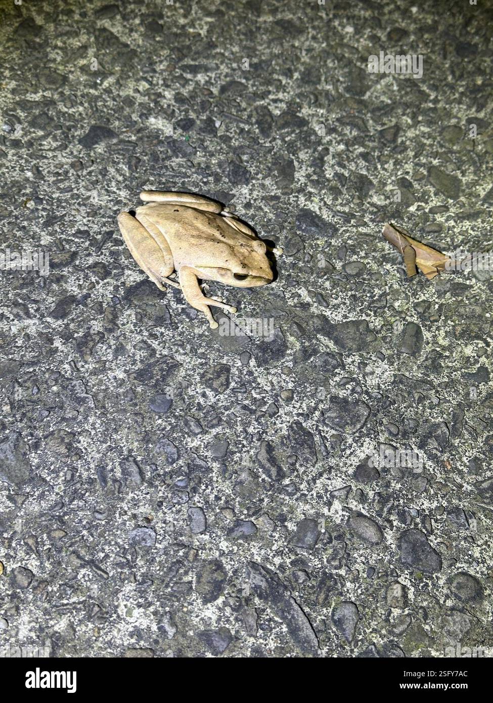 Spot-legged Tree Frog (Polypedates megacephalus), Amphibia, 光明路, 龍潭區 ...