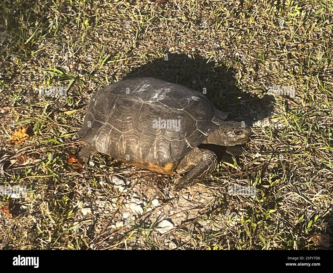 Gopher Tortoise (Gopherus polyphemus), Reptilia, Florida, US Stock ...