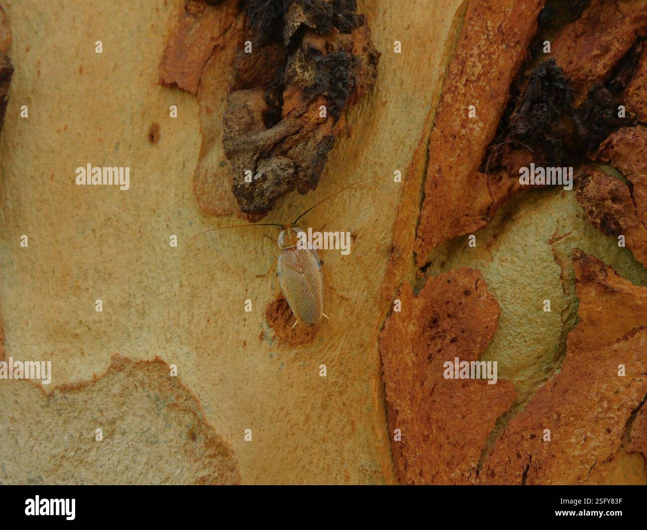 bush cockroach (Ellipsidion humerale), Insecta, Melbourne VIC ...