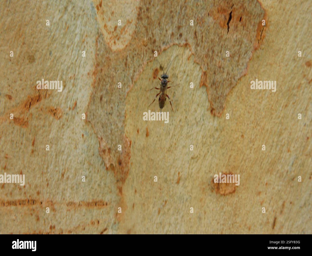 (Metapelma), Insecta, Melbourne VIC, Australia Stock Photo - Alamy