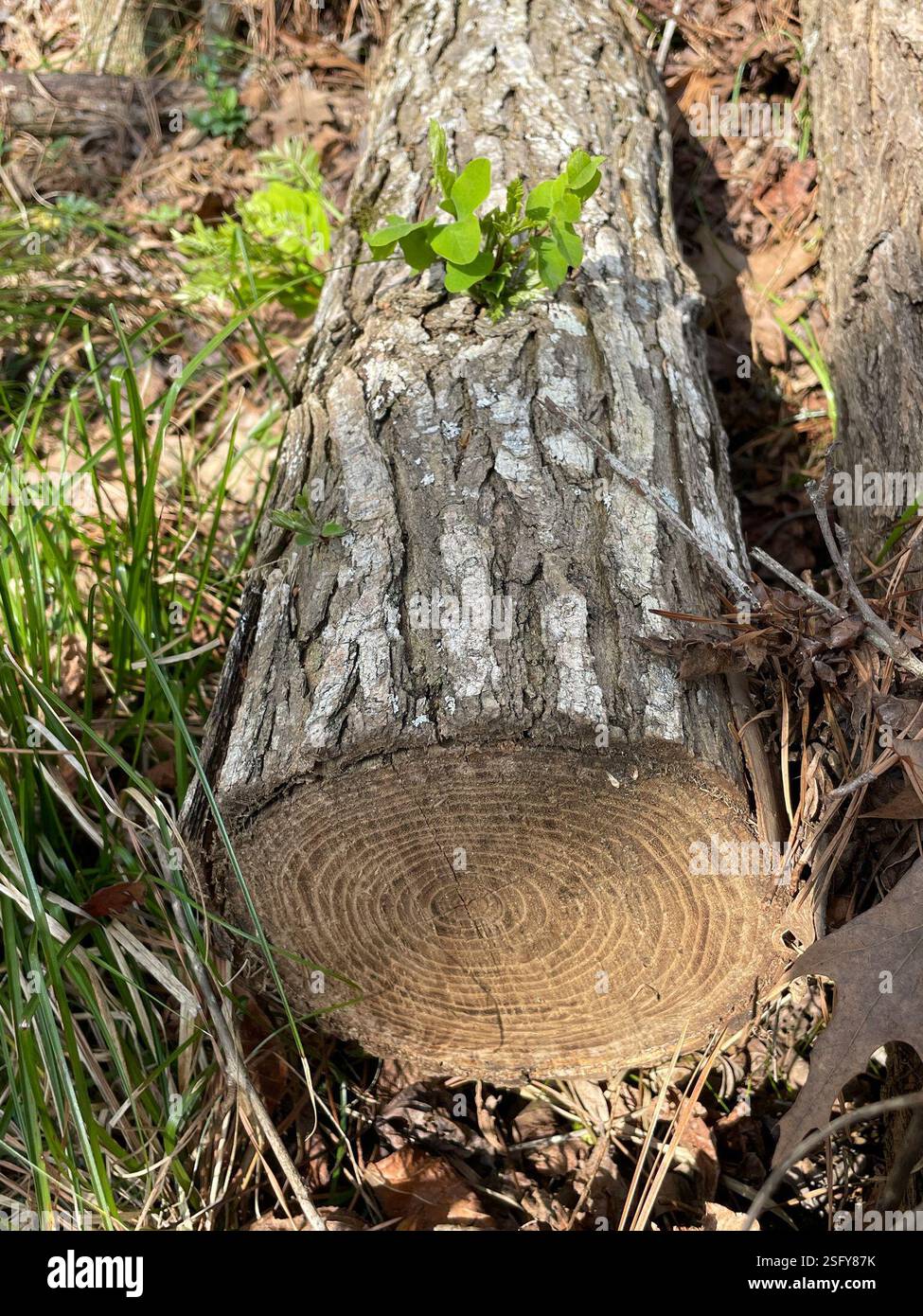black locust (Robinia pseudoacacia), Plantae, Sugarberry Dr, Natchez ...
