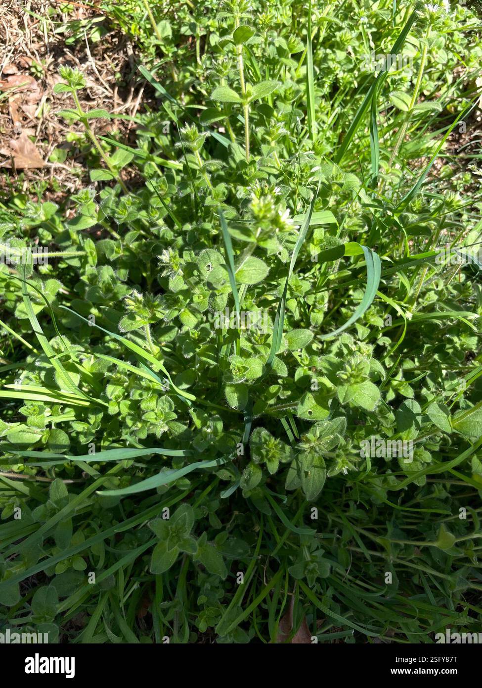 Sticky mouse-ear chickweed (Cerastium glomeratum), Plantae, Conrad Ln ...