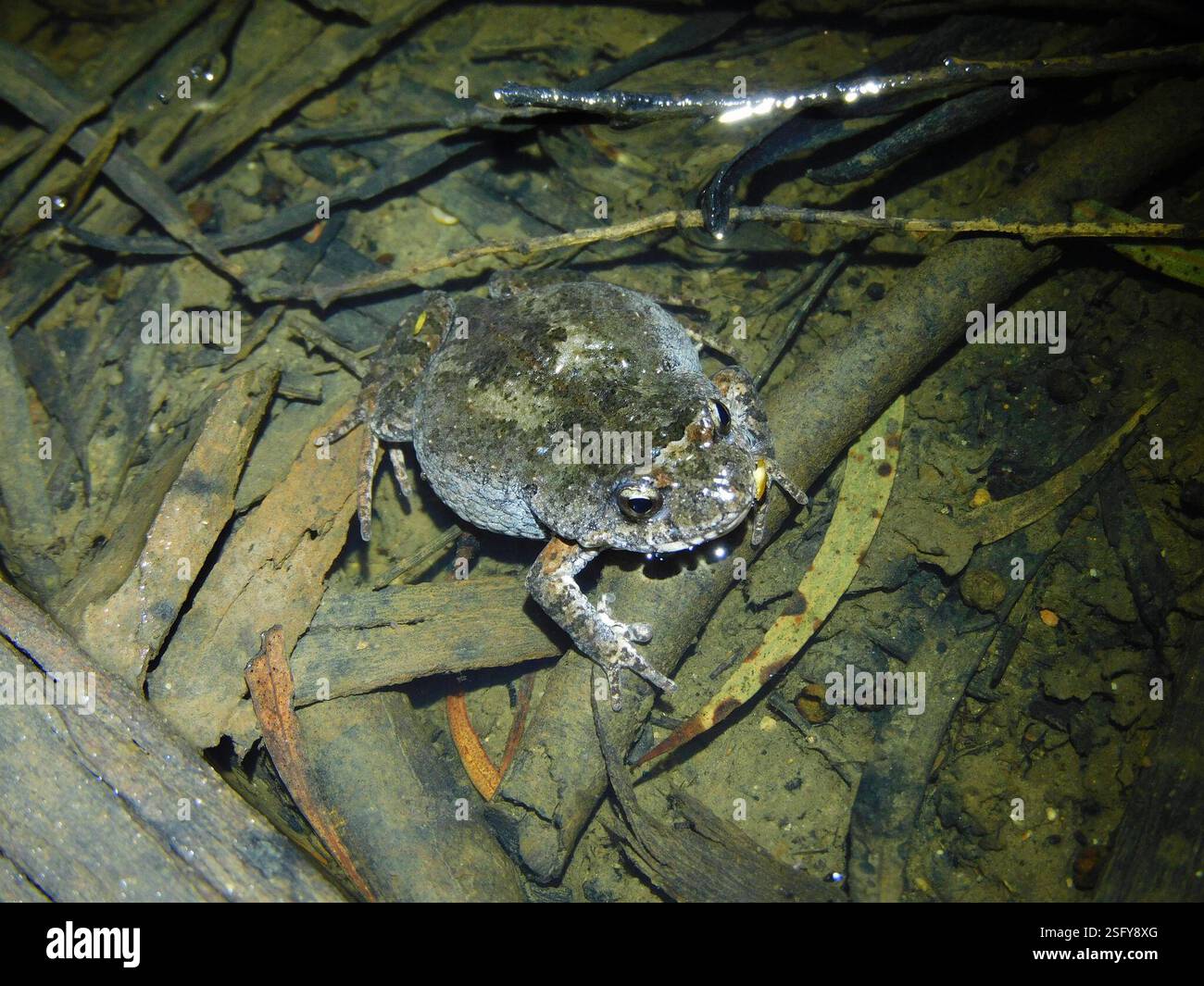 Common Eastern Froglet (Crinia signifera), Amphibia, Hobart TAS ...