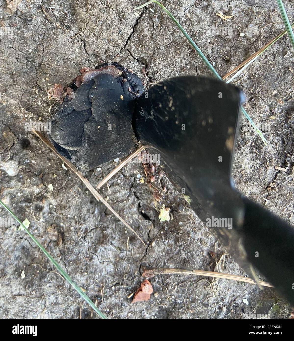 Fungi Including Lichens (Fungi), Fungi, Exposition Blvd, Los Angeles ...