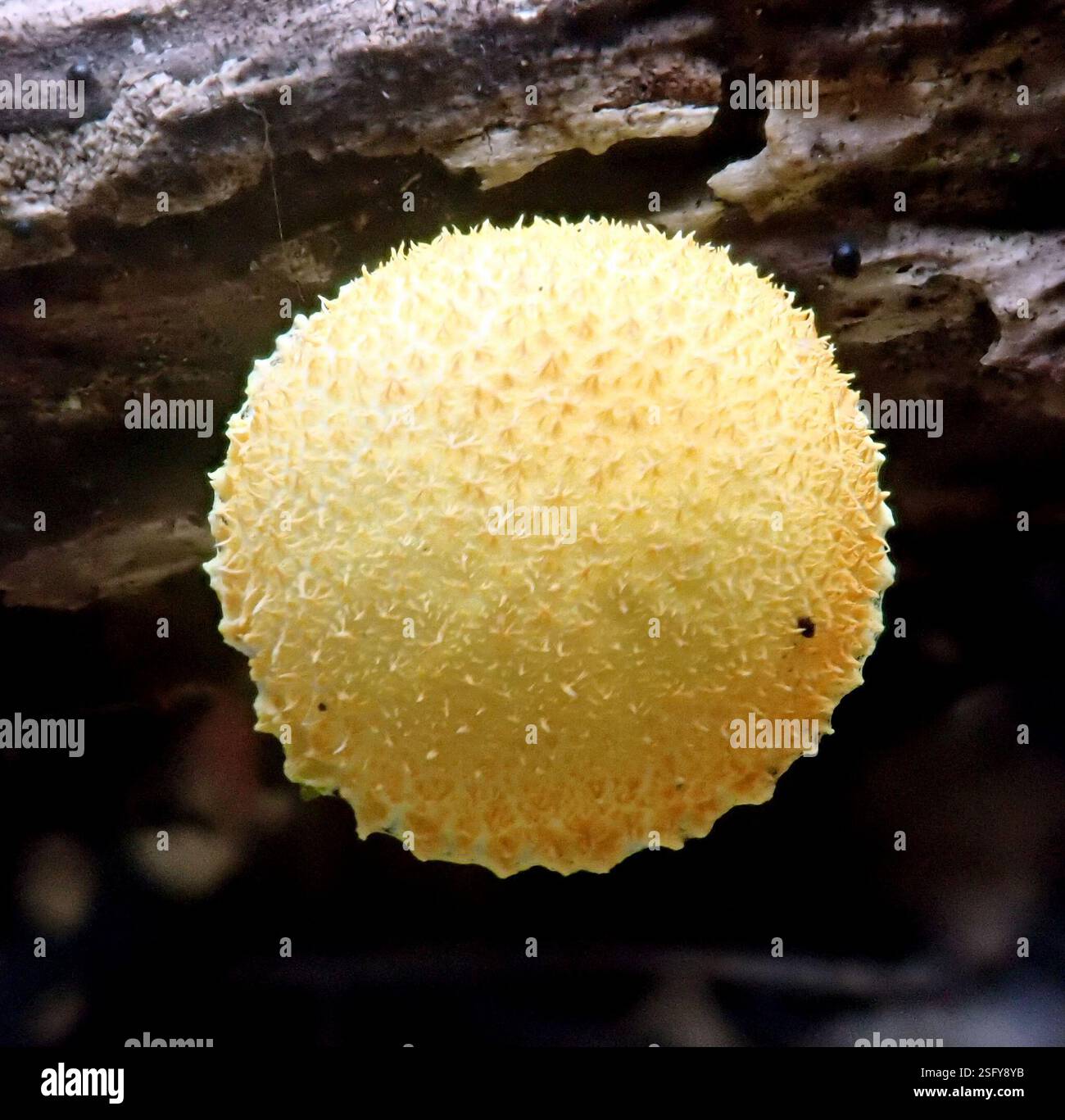 Golden-scruffy Collybia (Cyptotrama asprata), Fungi, Auckland ...