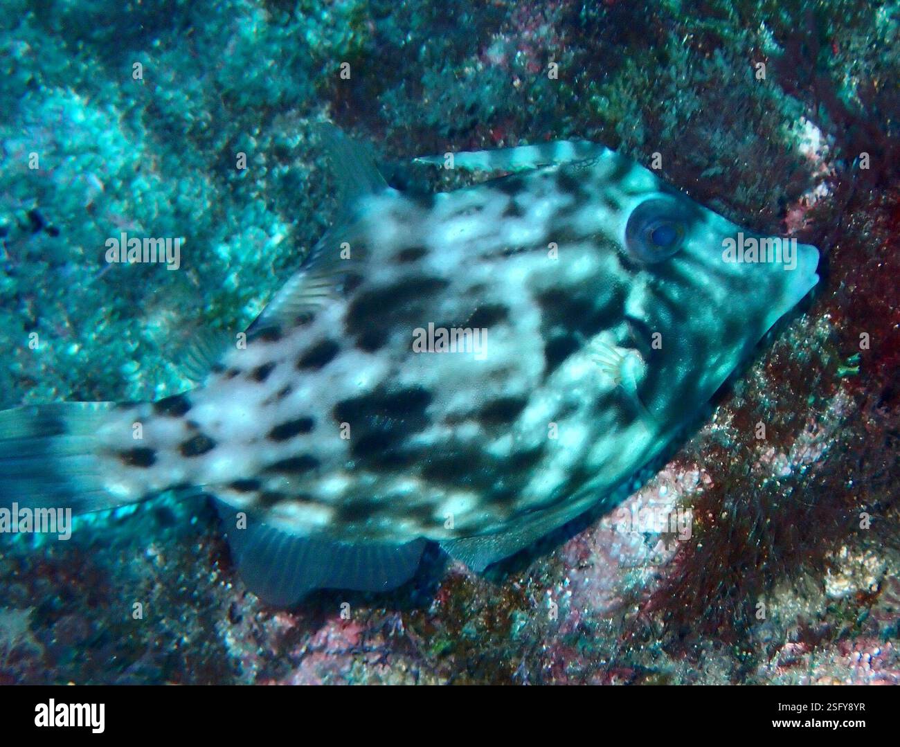 Planehead Filefish (Stephanolepis hispida), Actinopterygii, São Vicente ...