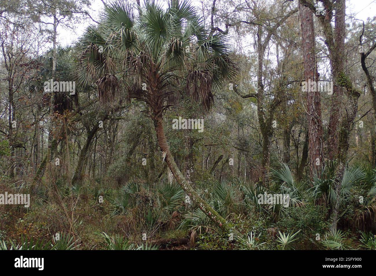 cabbage palmetto (Sabal palmetto), Plantae, Pasco, Florida, United ...