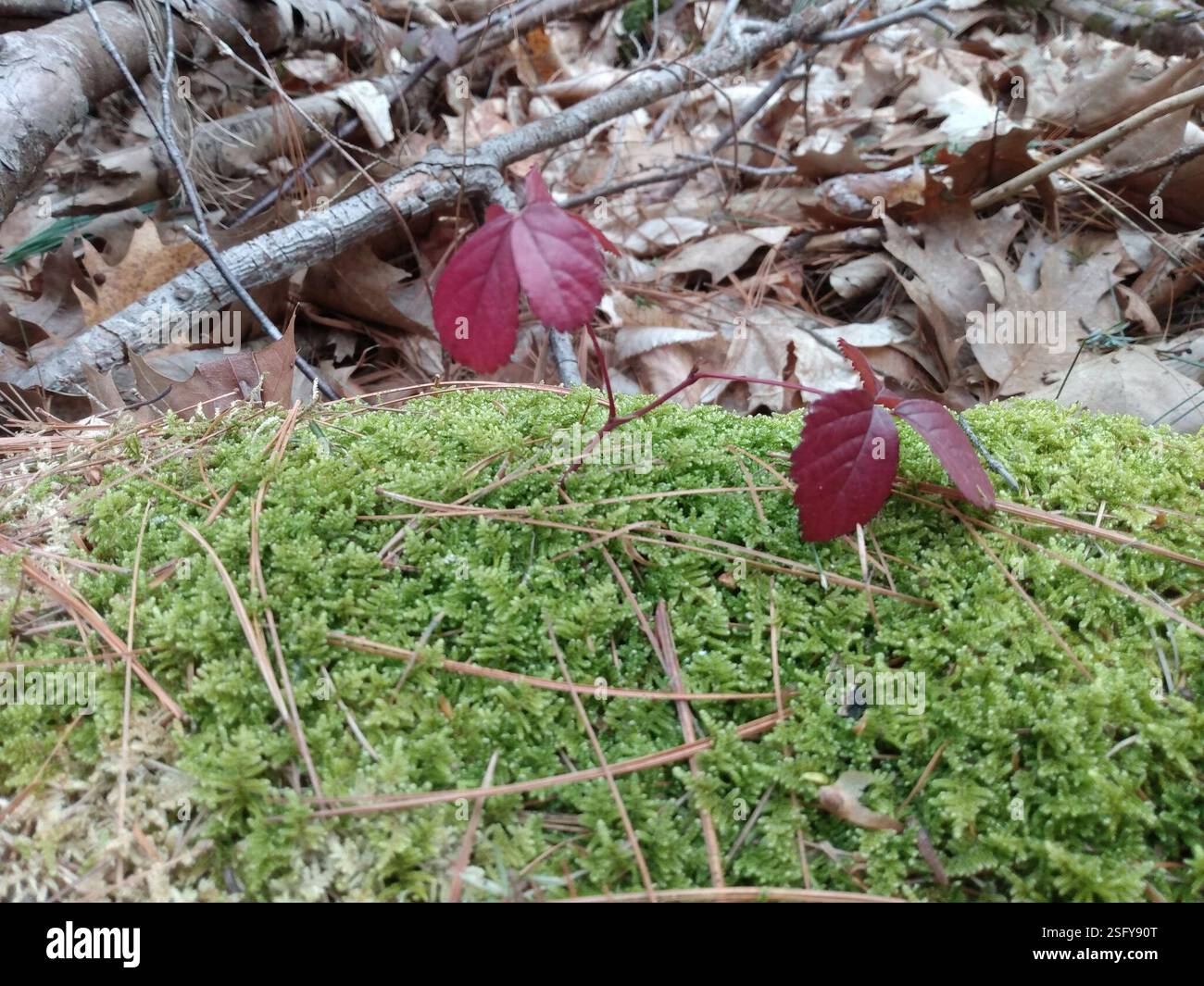 Common Dewberry (Rubus flagellaris), Plantae, Framingham, MA 01702, USA ...