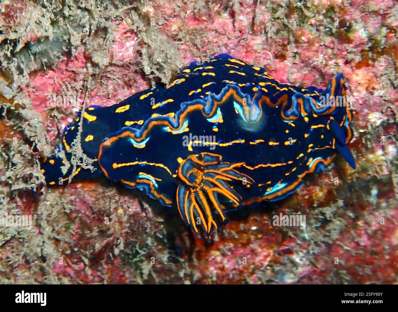 African sea goddess (Felimare tema), Mollusca, Baía da Fateixa, Cape ...