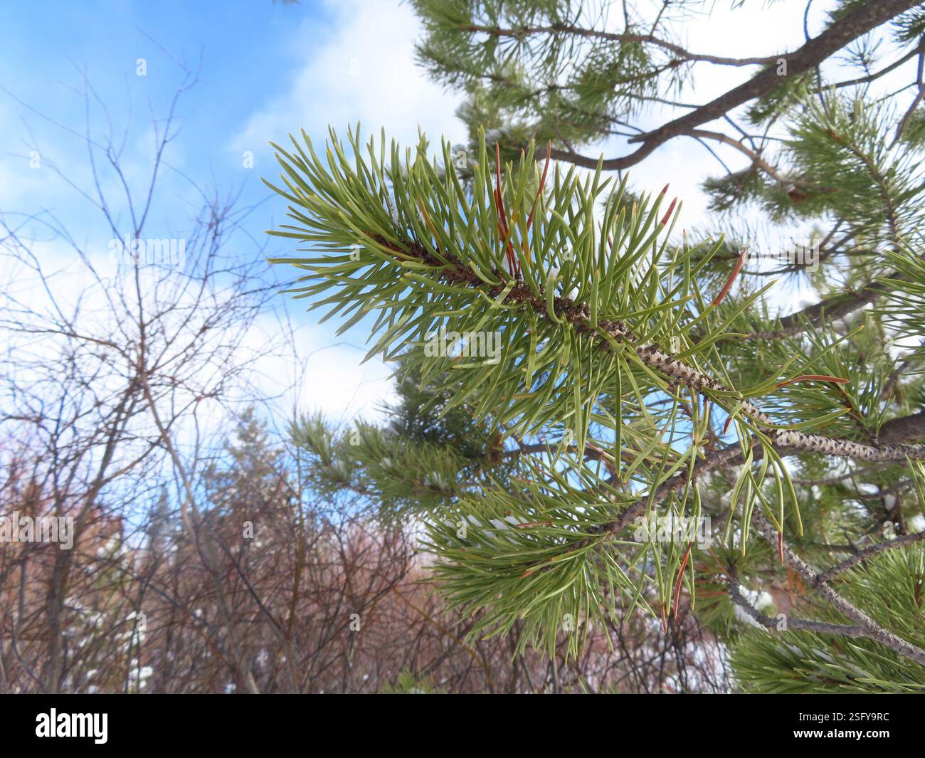 lodgepole pine (Pinus contorta), Plantae, Summit County, CO, USA Stock ...