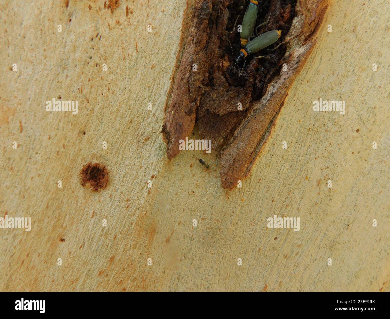 Bees and Apoid Wasps (Apoidea), Insecta, Melbourne VIC, Australia Stock ...