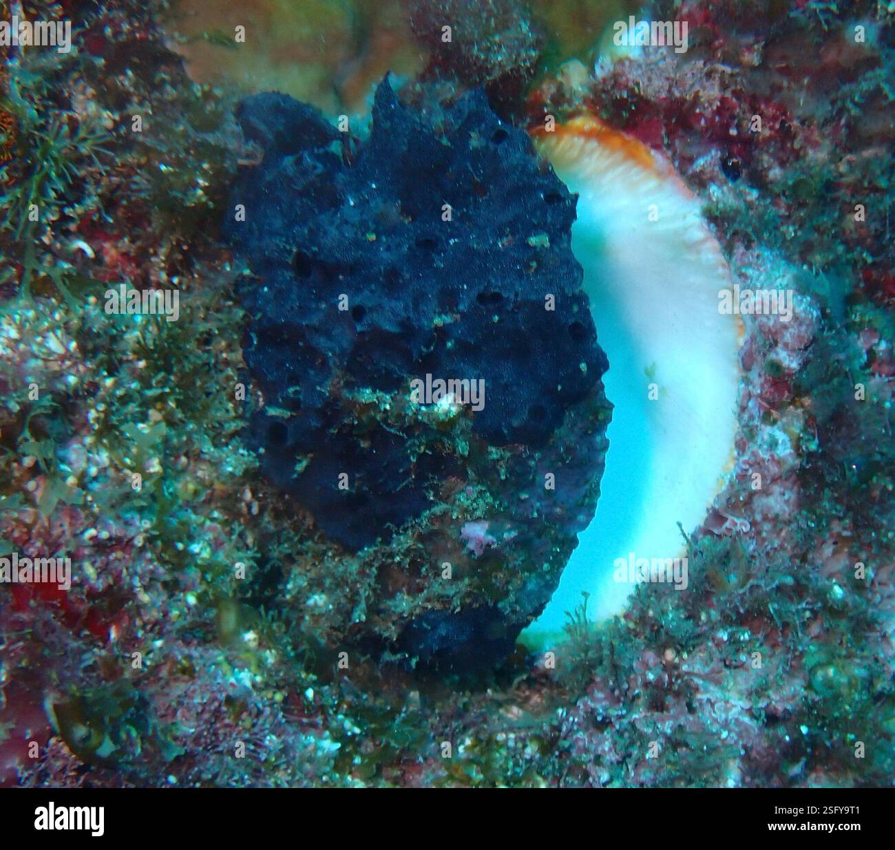 Jewel boxes (Chamidae), Mollusca, Baía da Ribeirinha, Cape Verde, CV ...