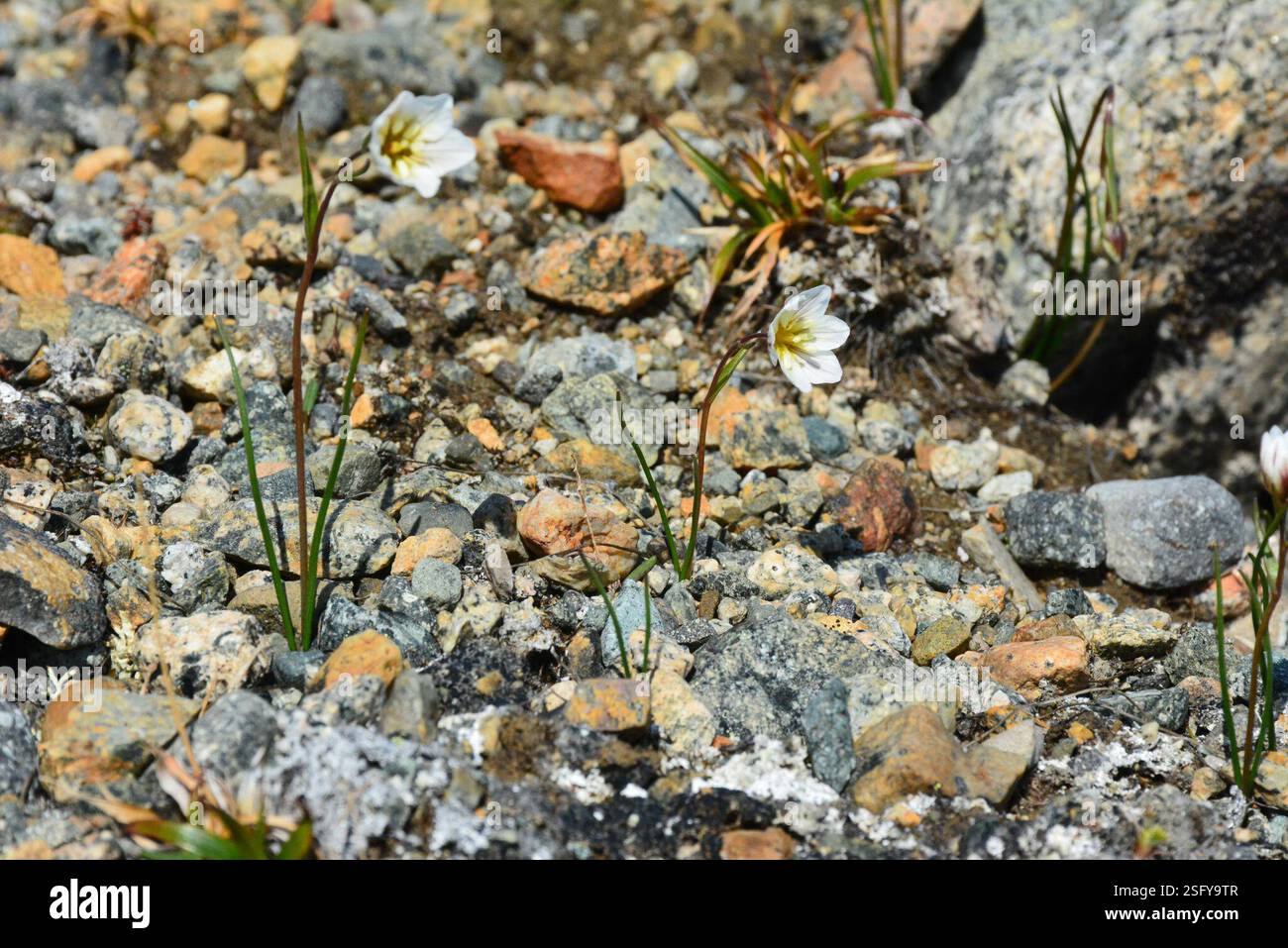 Snowdon Lily (Gagea serotina), Plantae, Провиденский р-н, Чукотский ...