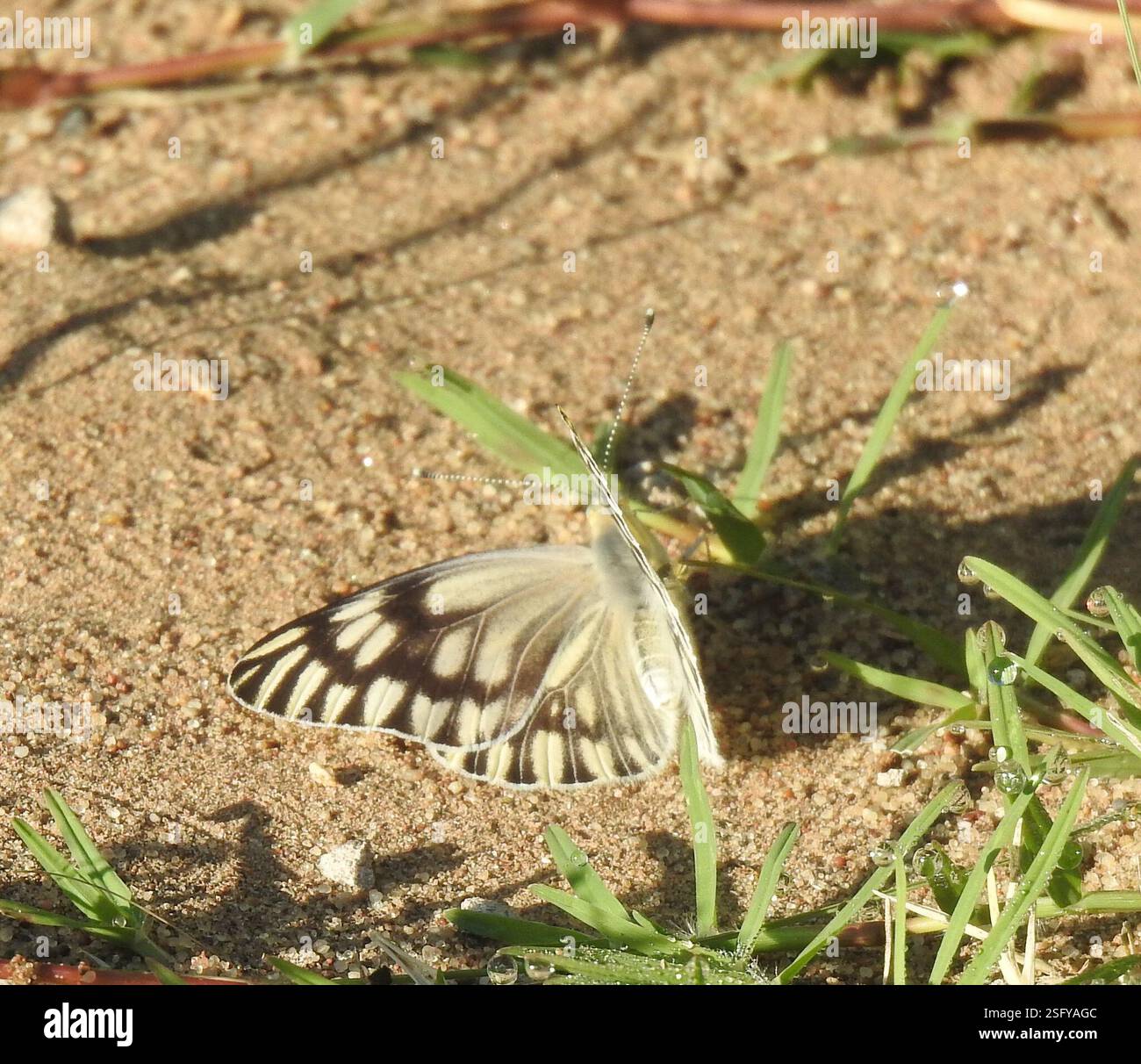 Common White Tatochila (Phulia mercedis), Insecta, Maracó, La Pampa ...