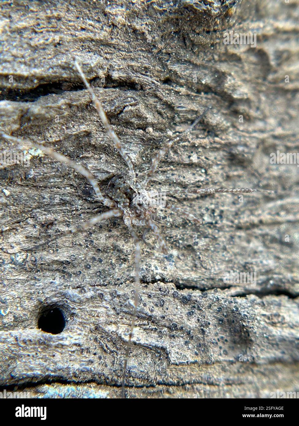 (Protolophus), Arachnida, Morro Bay State Park, Morro Bay, CA, US ...
