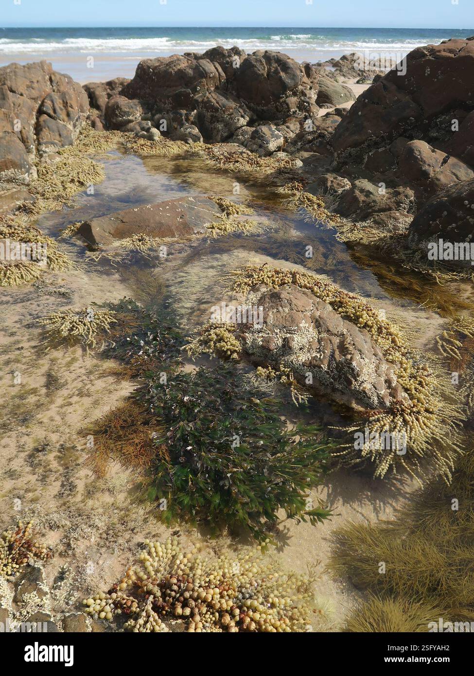 plants (Plantae), Plantae, Millers Beach, Bellingham, Tasmania ...