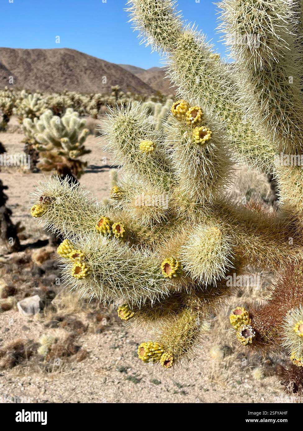 Teddybear Cholla (Cylindropuntia bigelovii), Plantae, Joshua Tree ...