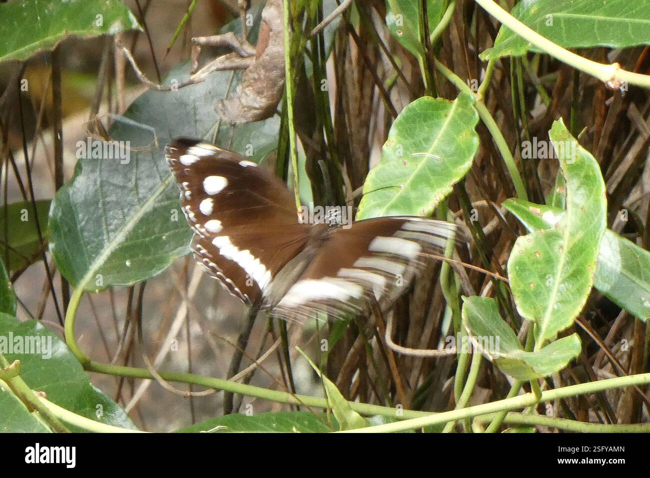Common Crow Butterfly (Euploea core), Insecta, Pilbeam Dr, Mount Archer ...