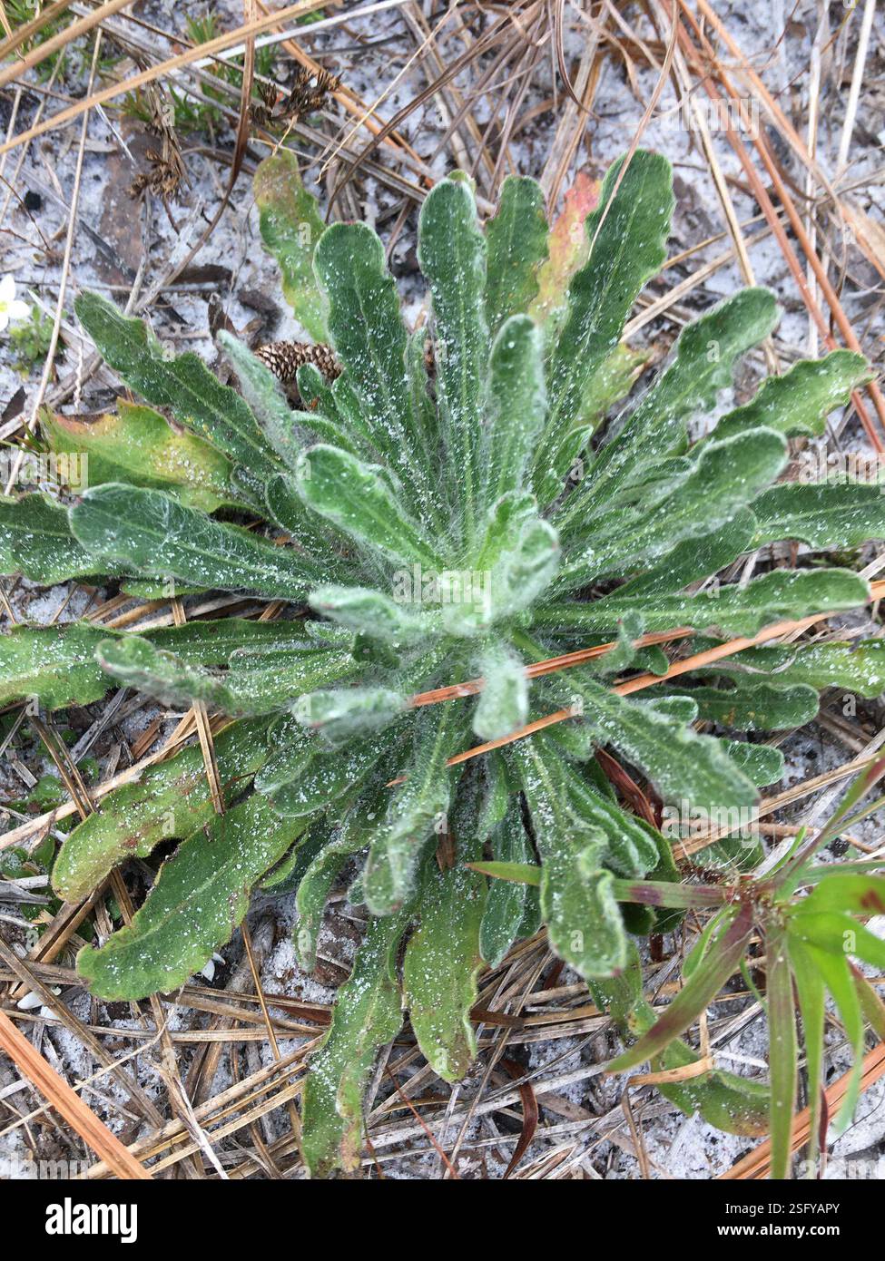 Coastalplain Goldenaster (Chrysopsis scabrella), Plantae, Florida, US ...