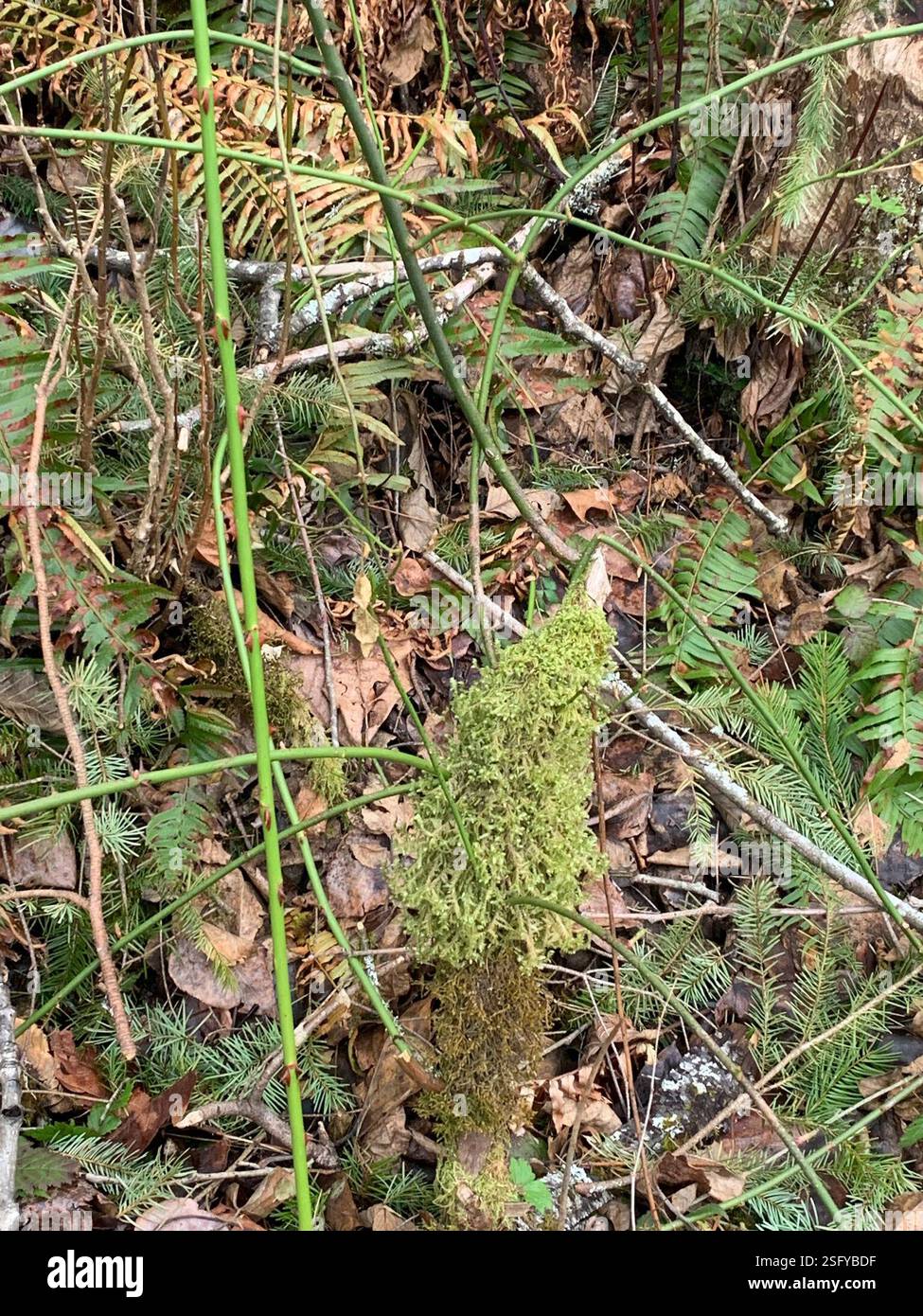 multiflora rose (Rosa multiflora), Plantae, King County, US-WA, US ...