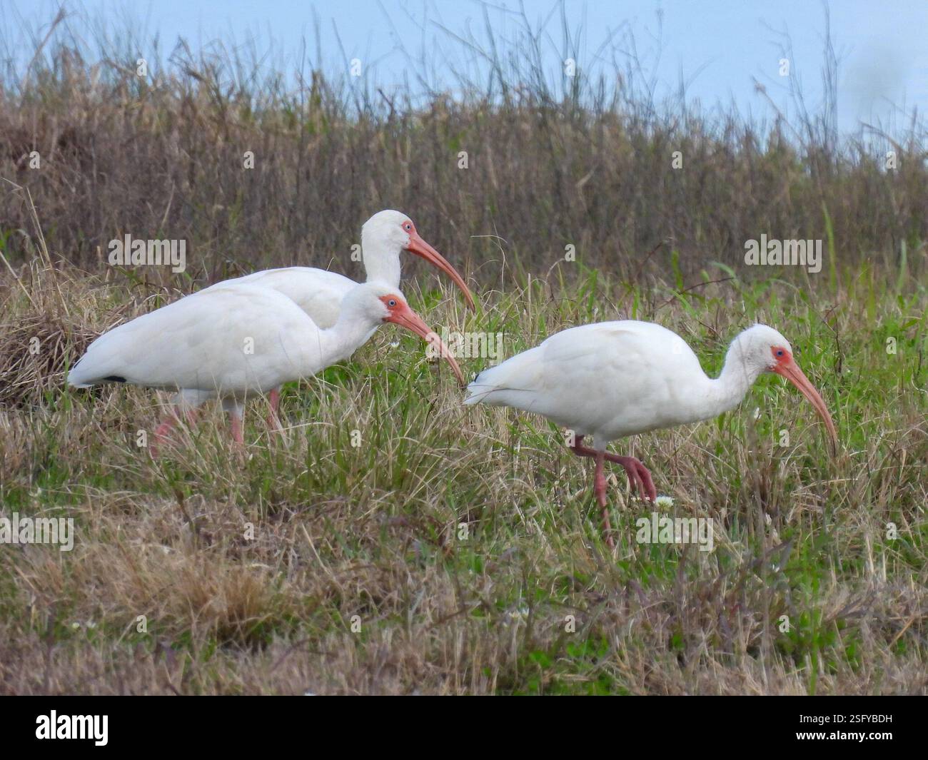 White Ibis (Eudocimus albus), Aves, Reserve Wetlands, Clear Lake City ...