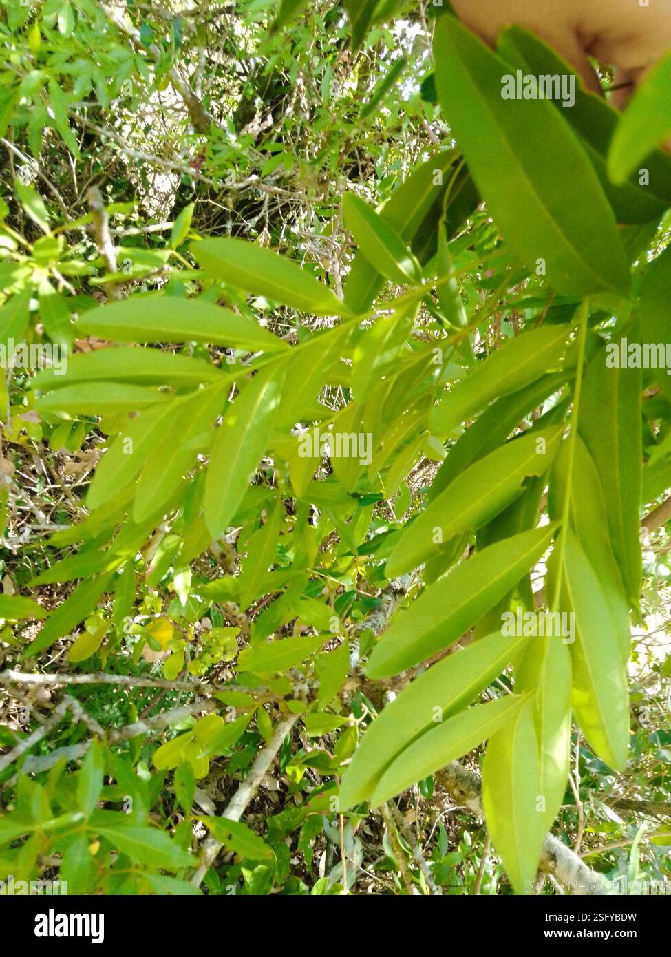(Matayba elaeagnoides), Plantae, 37000 Departamento de Cerro Largo ...