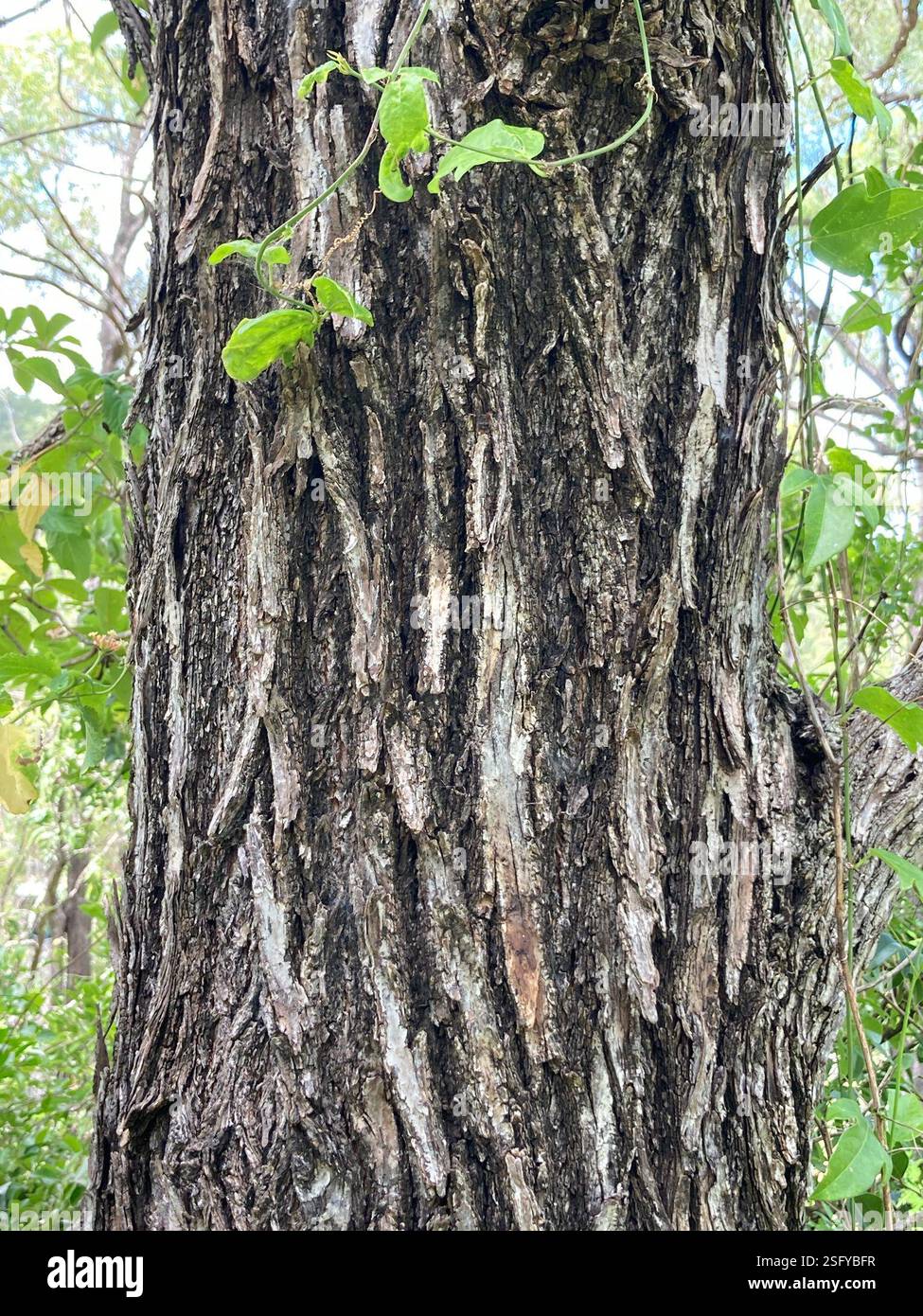 Brown Damson (Terminalia porphyrocarpa), Plantae, Dorly St, Lakes Creek ...