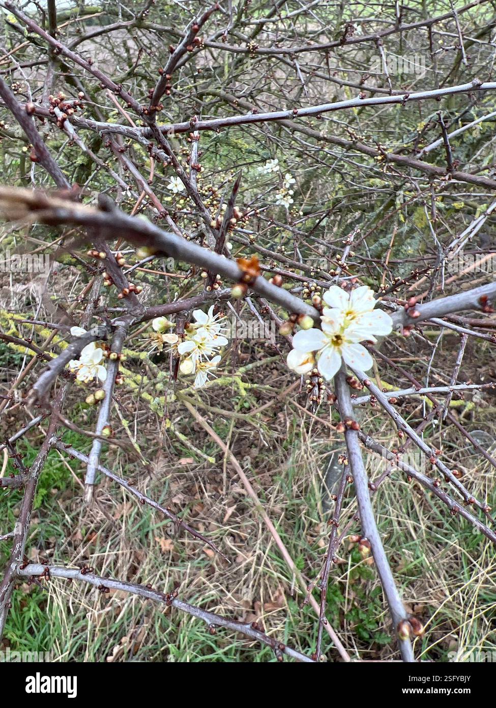 Blackthorn (Prunus spinosa), Plantae, Bull Lane, Rayleigh, England, GB ...