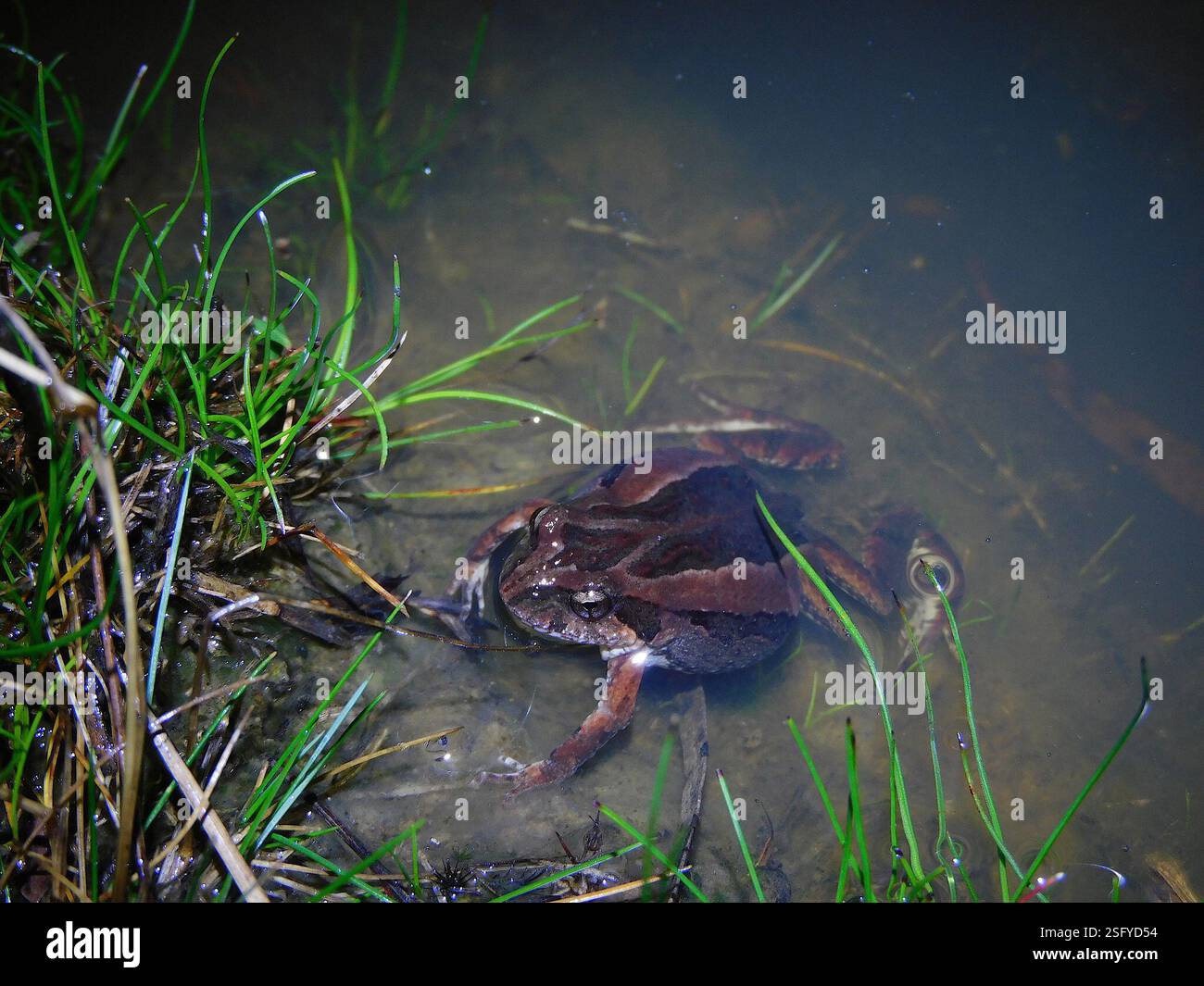 Common Eastern Froglet (Crinia signifera), Amphibia, Hobart TAS ...