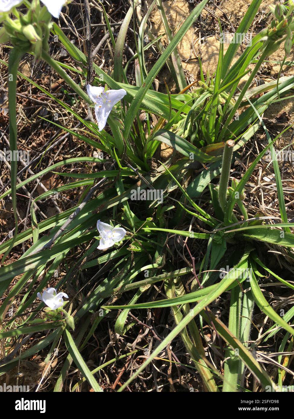 Longleaf Spiderwort (Tradescantia roseolens), Plantae, Avon Park, FL ...