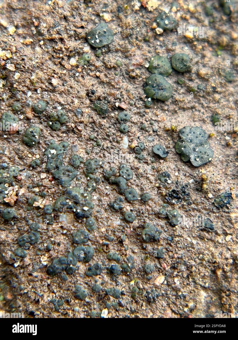Jellytot Earthscale Lichen (Placidium squamulosum), Fungi, El Chorro ...