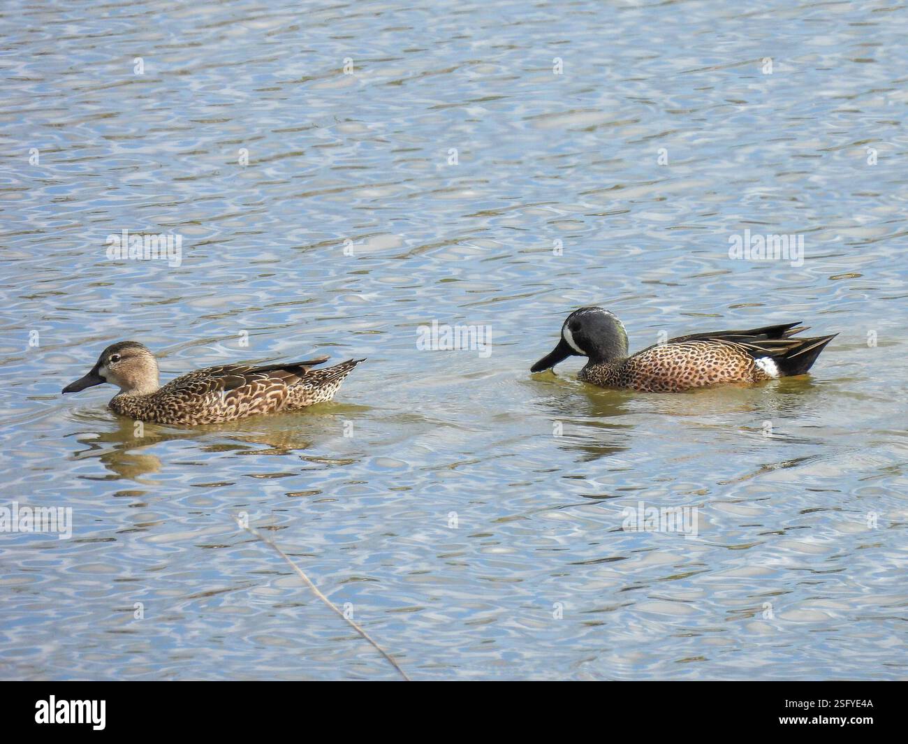 Blue-winged Teal (Spatula discors), Aves, Reserve Wetlands, Clear Lake ...