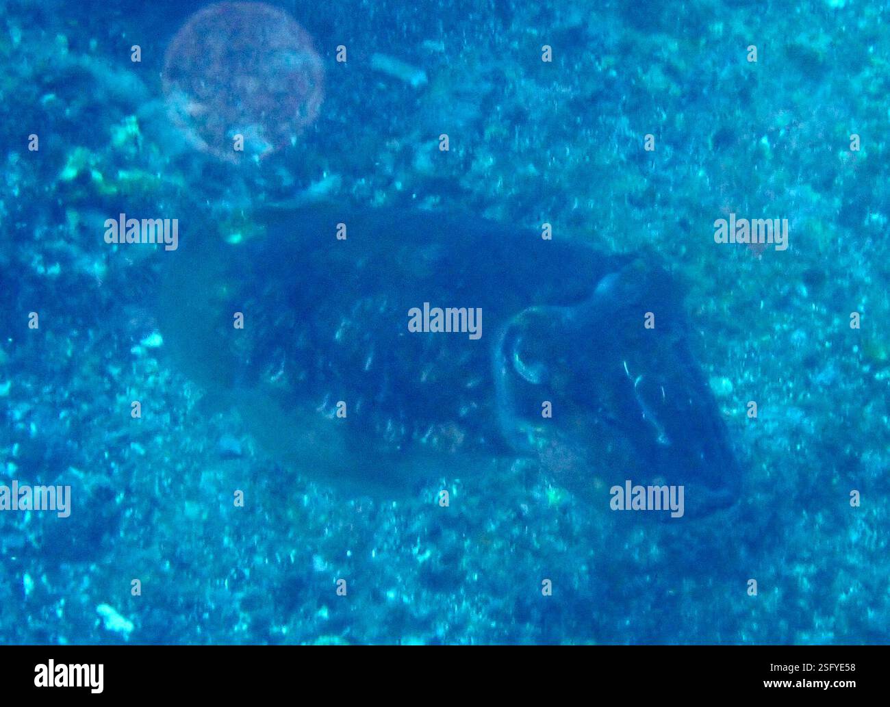 Giant African Cuttlefish (Sepia hierredda), Mollusca, São Vicente, Cape ...