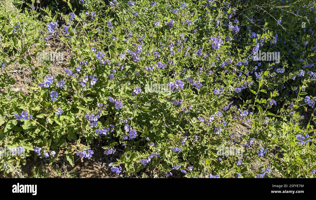 nightshades (Solanum), Plantae, Summit Valley Edmund D. Edelman Park ...