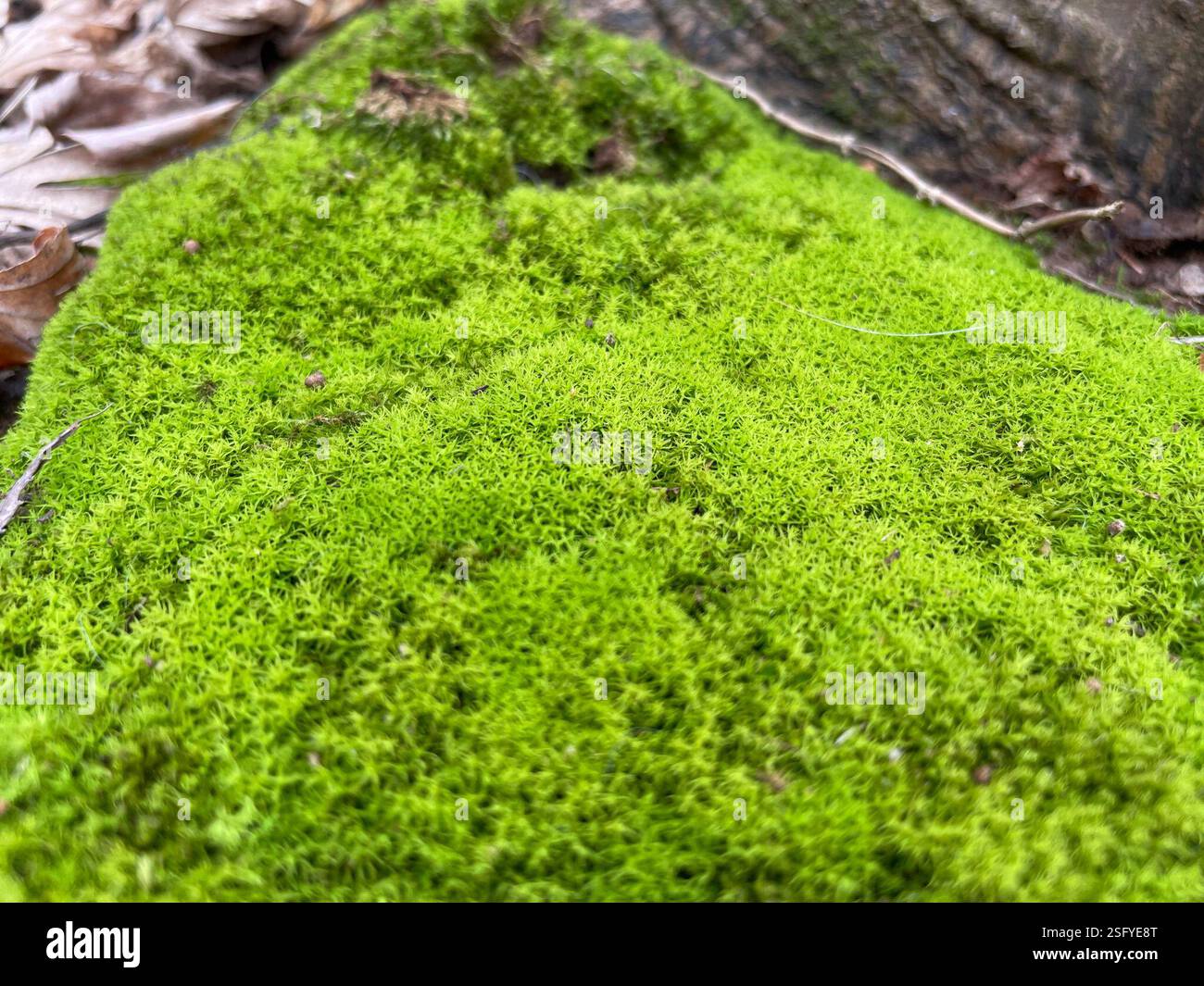 Green-tufted Stubble Moss (Weissia controversa), Plantae, Centaur Blvd ...