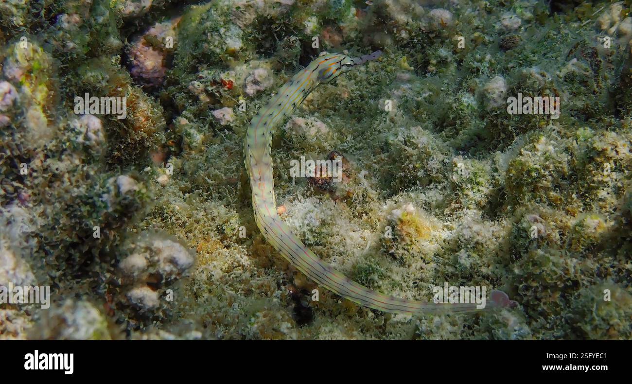 Messmate pipefish (Corythoichthys intestinalis) swimming among coral ...