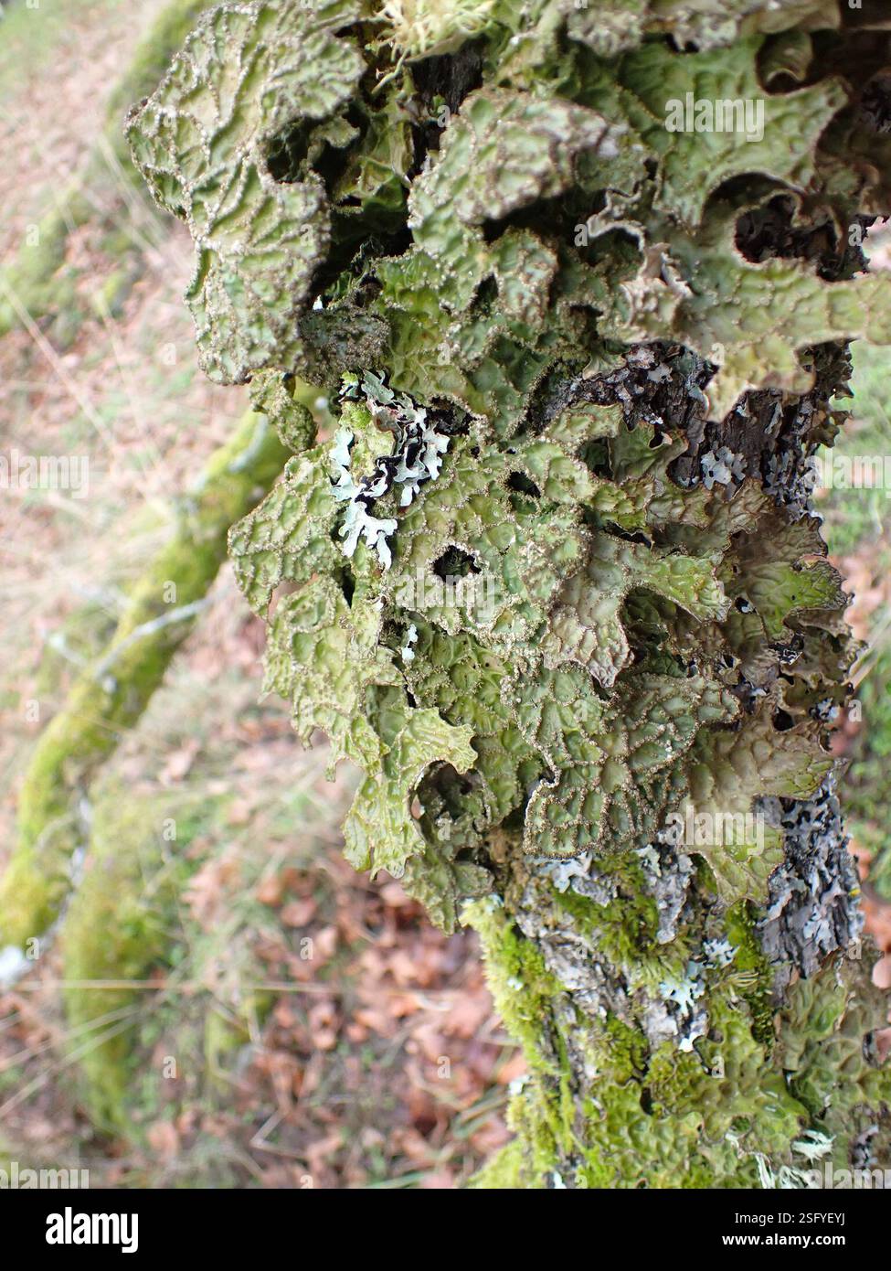 Tree Lungwort (Lobaria pulmonaria), Fungi, Colwood, BC, Canada Stock ...