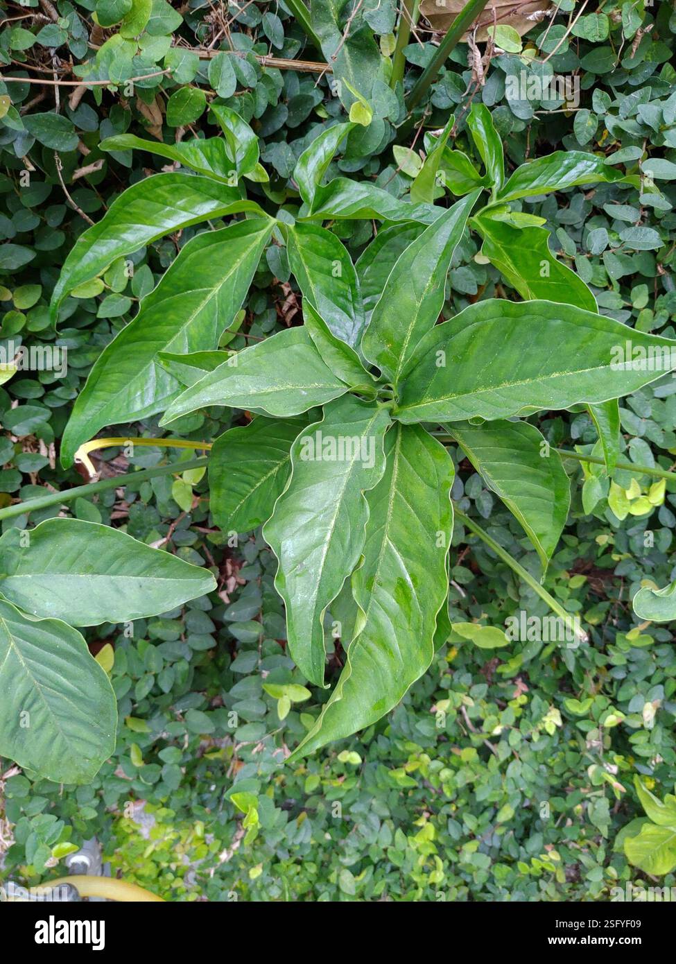 fivefingers (Syngonium angustatum), Plantae, 830, Taiwan, 高雄市鳳山區成功里 ...