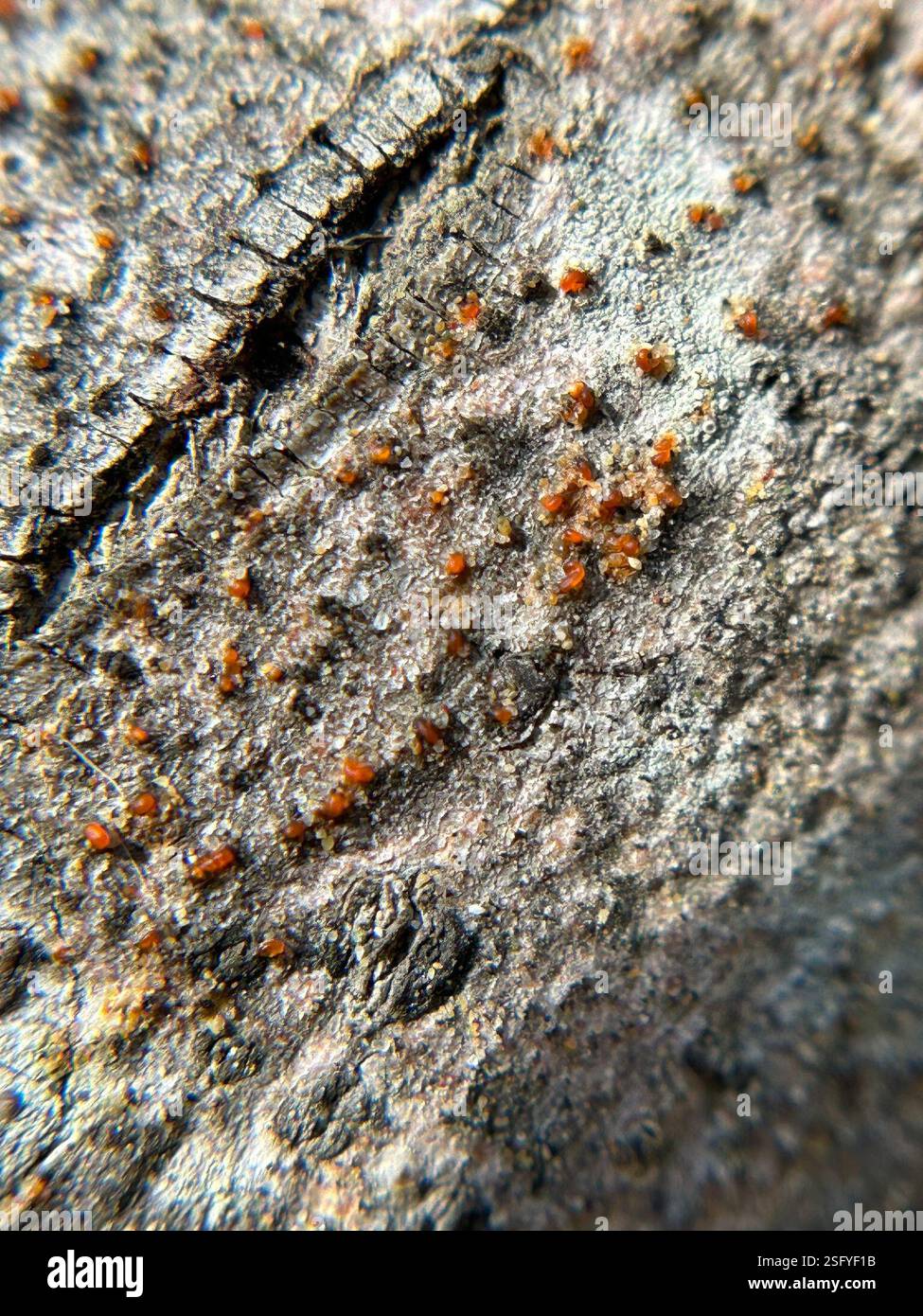 Cytospora Cankers (Cytospora), Fungi, Montaña de Oro State Park, Los ...