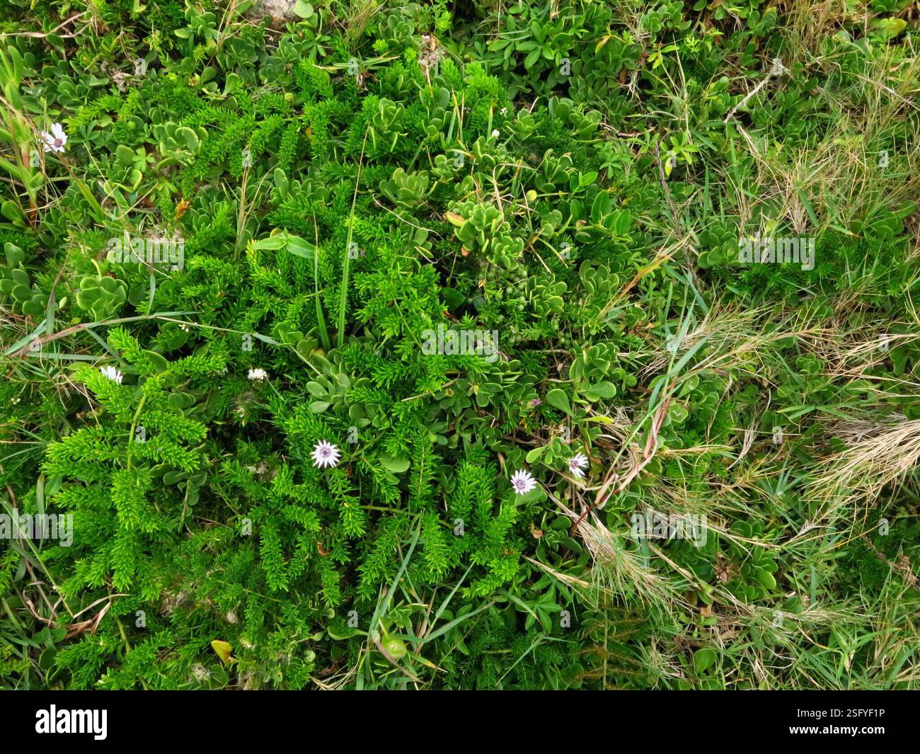 trailing African daisy (Dimorphotheca fruticosa), Plantae, Leisure ...