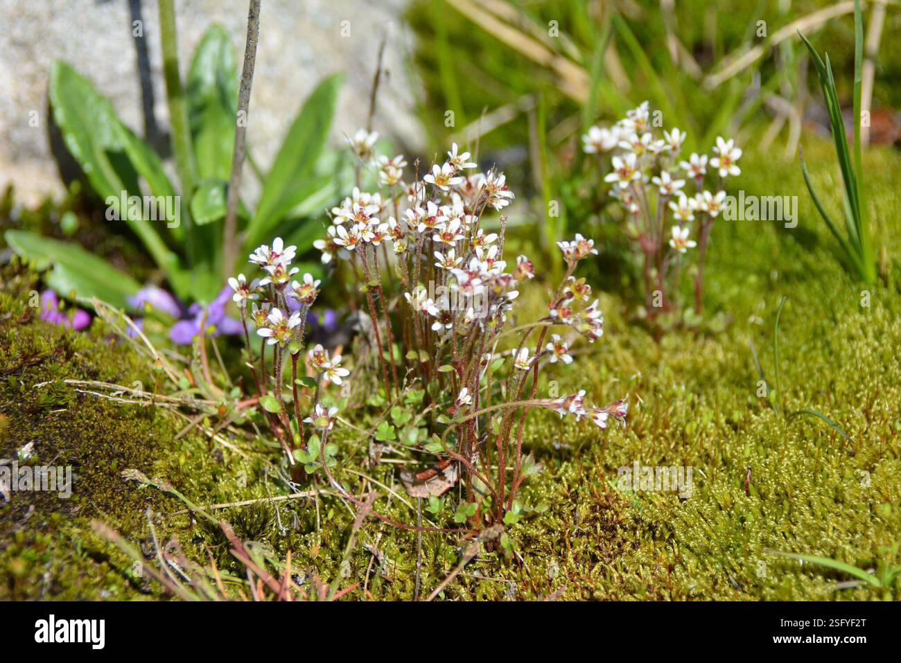 Pygmy Saxifrage (Saxifraga hyperborea), Plantae, Провиденский р-н ...