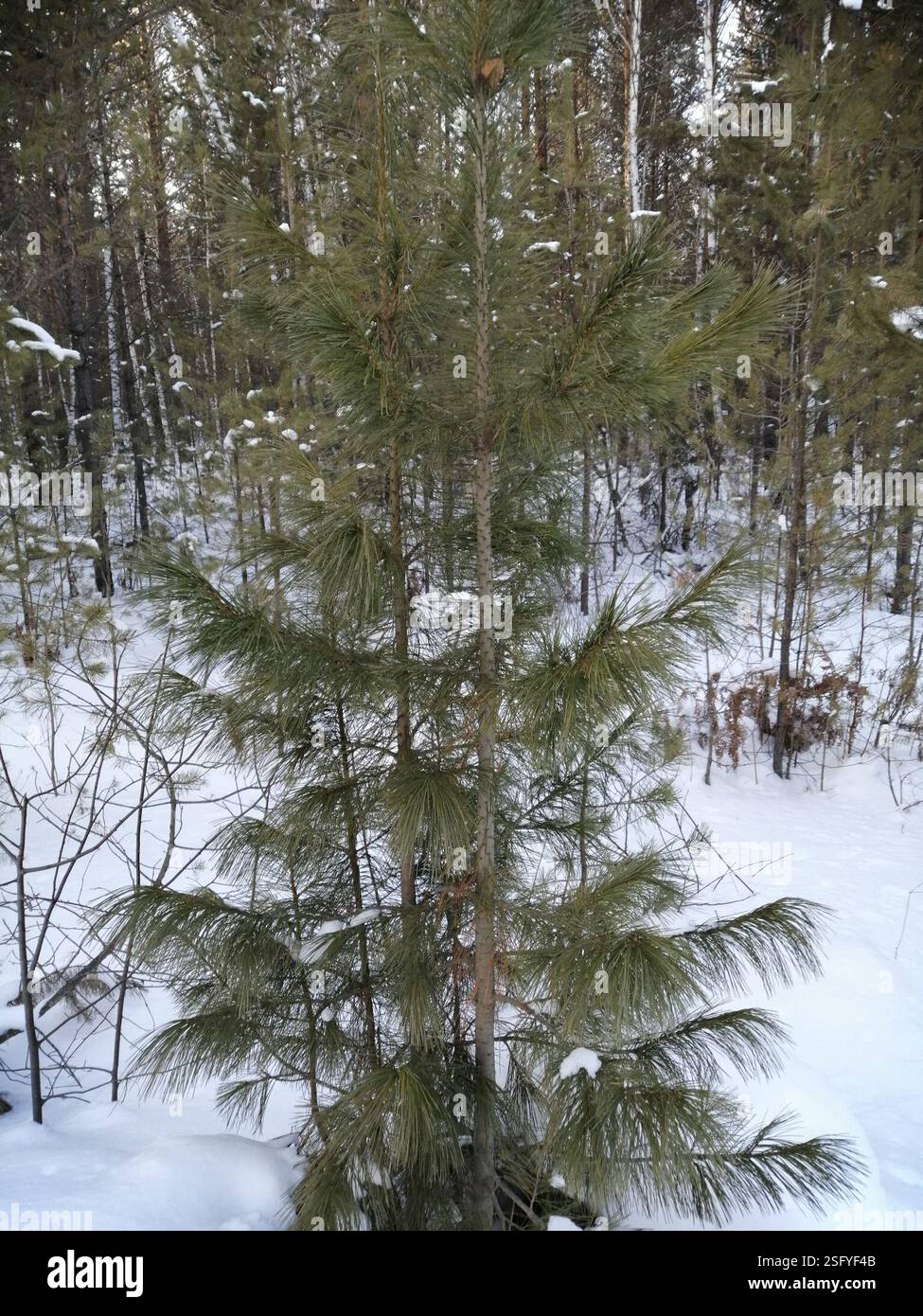 Siberian pine (Pinus sibirica), Plantae, Иркутская обл., Россия, 665490 ...