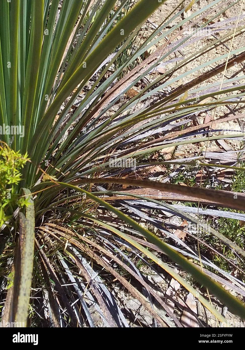 tufted grass-tree (Xanthorrhoea semiplana), Plantae, Kuitpo SA 5201 ...