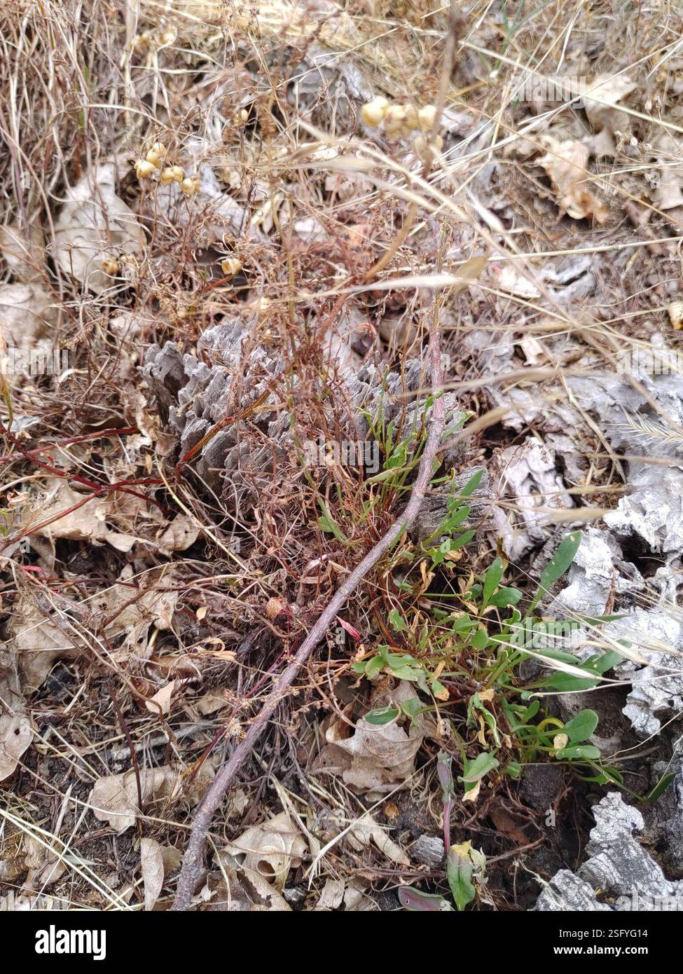 Sheep's sorrel (Rumex acetosella), Plantae, 40260 Linxe, France Stock ...