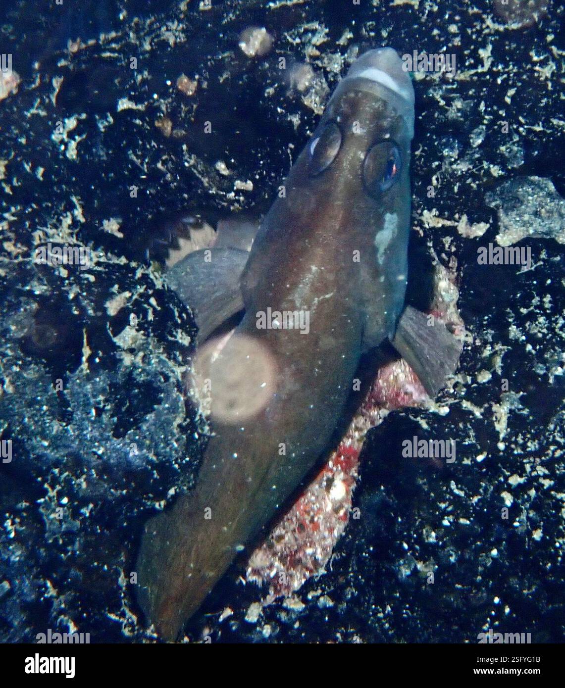 Greater Soapfish (Rypticus saponaceus), Actinopterygii, Baía da Fateixa ...