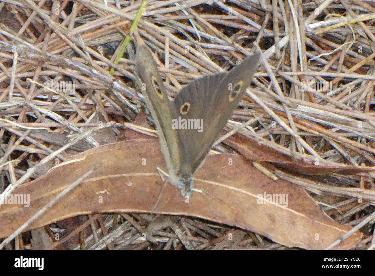 Dusky Knight (Ypthima arctous), Insecta, Pilbeam Dr, Mount Archer QLD ...