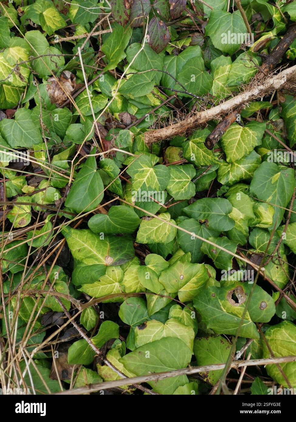 Persian Ivy (Hedera colchica), Plantae, Pity Me, Durham DH1, UK Stock ...